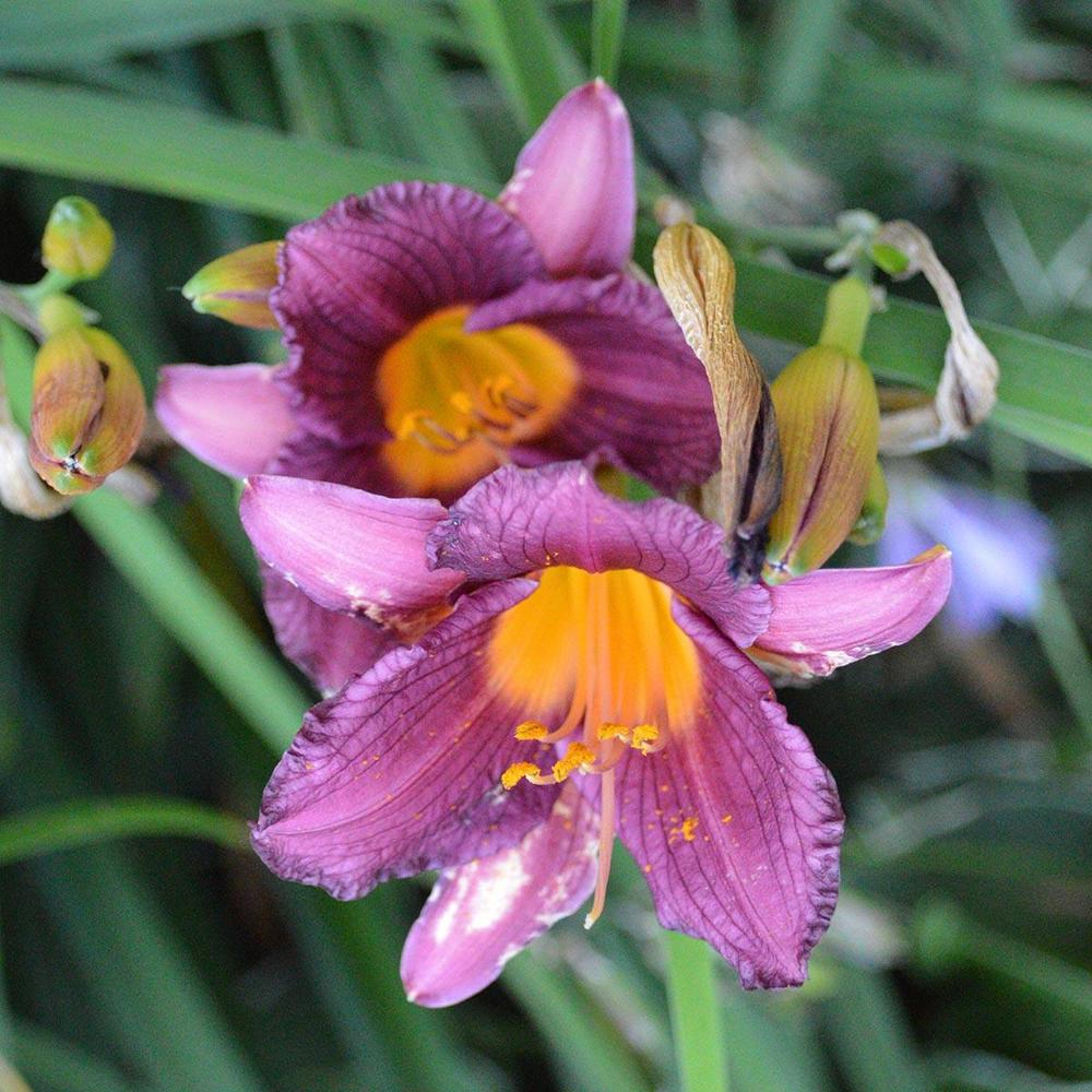 Photo of the bloom of Daylily (Hemerocallis 'Purple De Oro') posted by ...