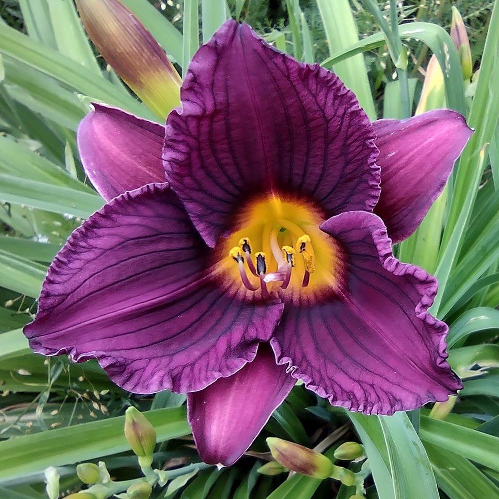 Photo of the bloom of Daylily (Hemerocallis 'Purple De Oro') posted by ...