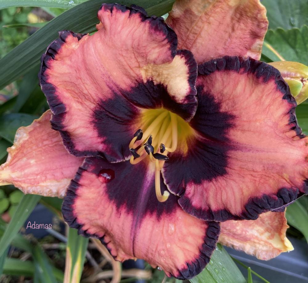 Daylily (Hemerocallis 'Adamas') in the Daylilies Database - Garden.org