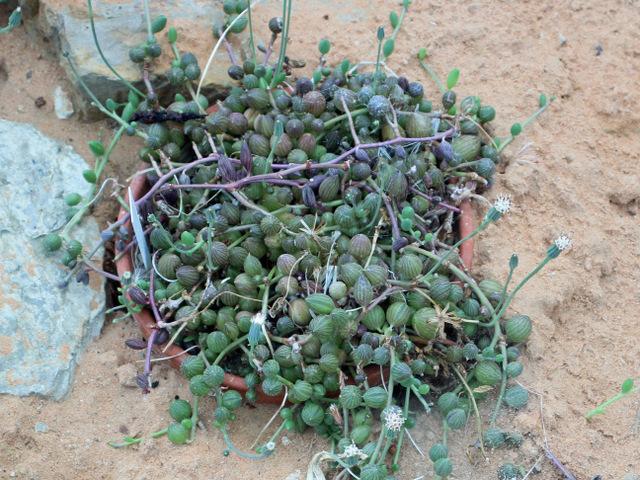Photo of the entire plant of String of Raindrops (Curio herreanus ...