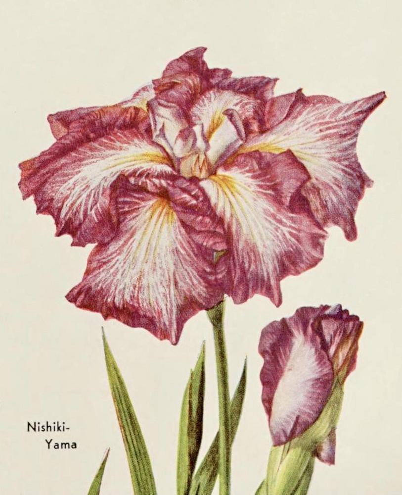 Japanese Iris (Iris ensata 'Nishiki-Yama') in the Irises Database ...