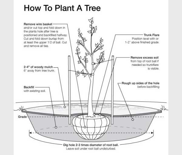 Guidelines for Successful Tree Planting - Garden.org