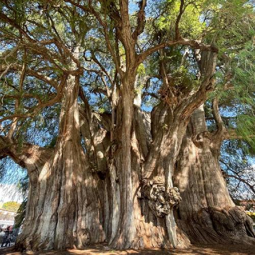 Ahuehuete (Taxodium mucronatum) - Garden.org