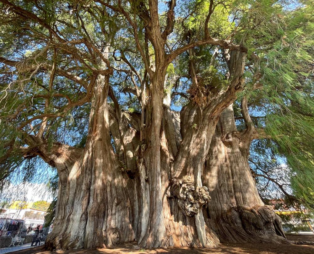 Ahuehuete (Taxodium mucronatum) - Garden.org