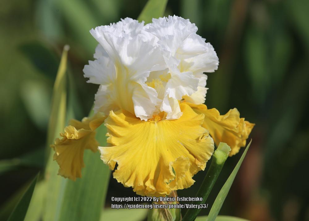 Photo of the bloom of Tall Bearded Iris (Iris 'Quantum Light') posted ...