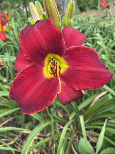 Daylily of the Day: Funny Valentine in the Plants of the Day forum ...