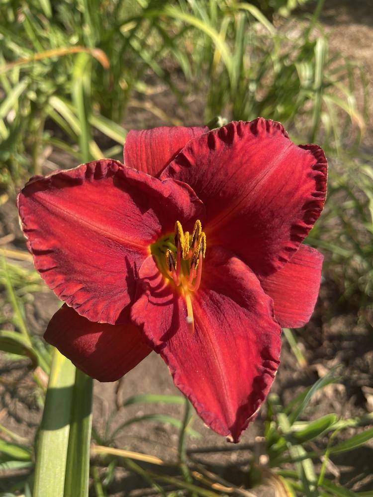 Daylily of the Day: Funny Valentine in the Plants of the Day forum ...