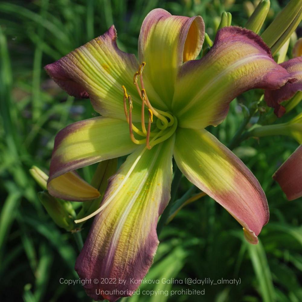 Photo of the bloom of Daylily (Hemerocallis 'Jade Parade') posted by ...