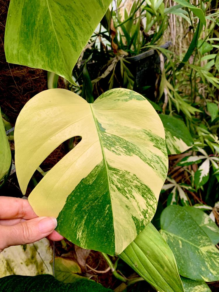 'Endless Forms Most Beautiful' The aroid photo gallery in the ...