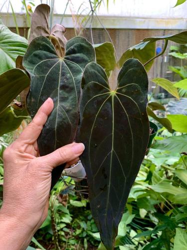 'Endless Forms Most Beautiful' The aroid photo gallery in the ...