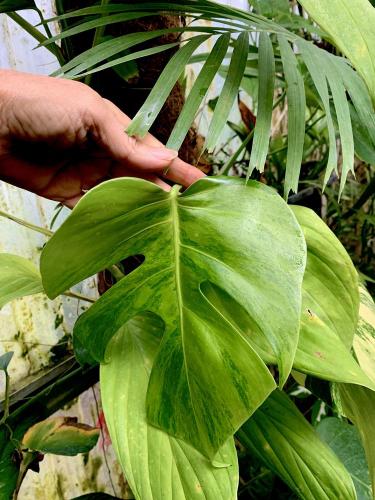 'Endless Forms Most Beautiful' The aroid photo gallery in the ...