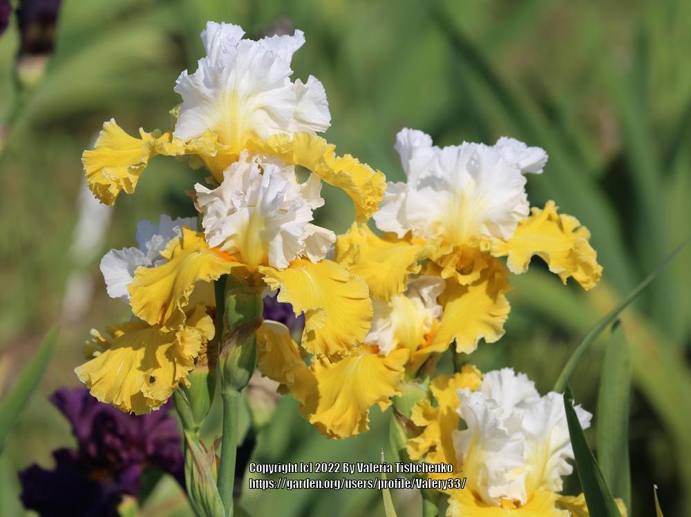 Photo of the bloom of Tall Bearded Iris (Iris 'Quantum Light') posted ...