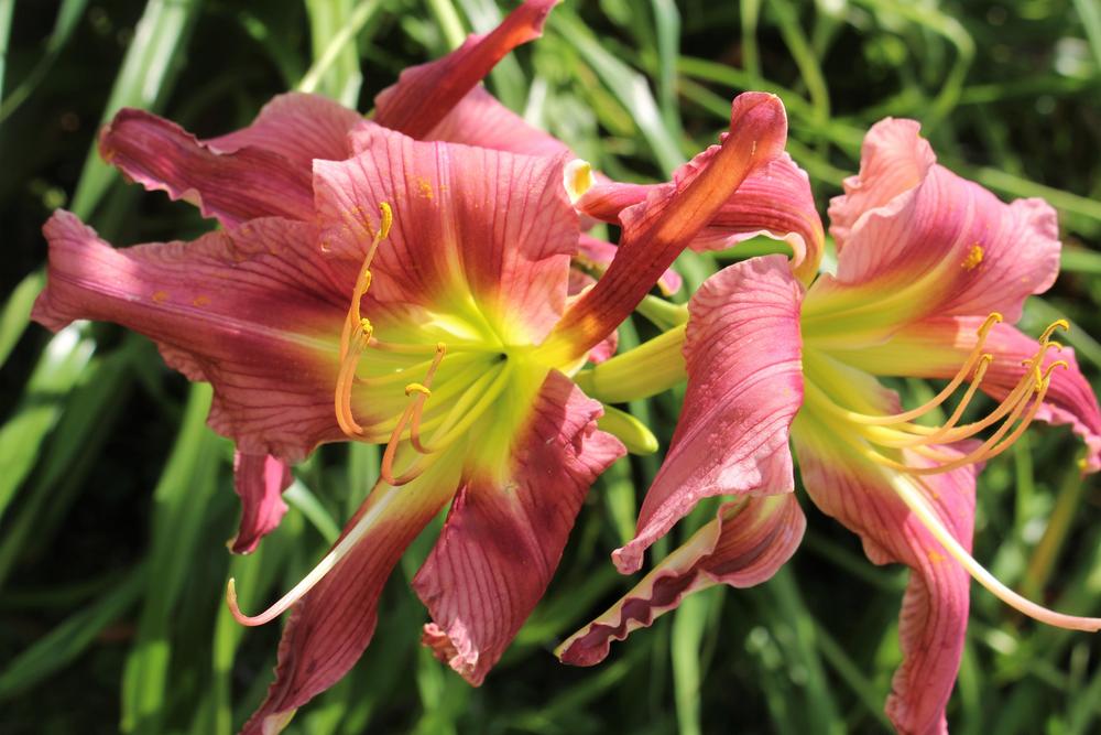 Photo of the bloom of Daylily (Hemerocallis 'Raspberry Fling') posted ...