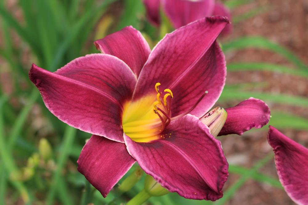 Daylily (Hemerocallis 'Persian Priest') in the Daylilies Database ...
