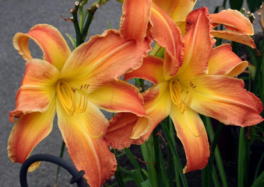 Daylily (Hemerocallis 'Curious George') in the Daylilies Database ...