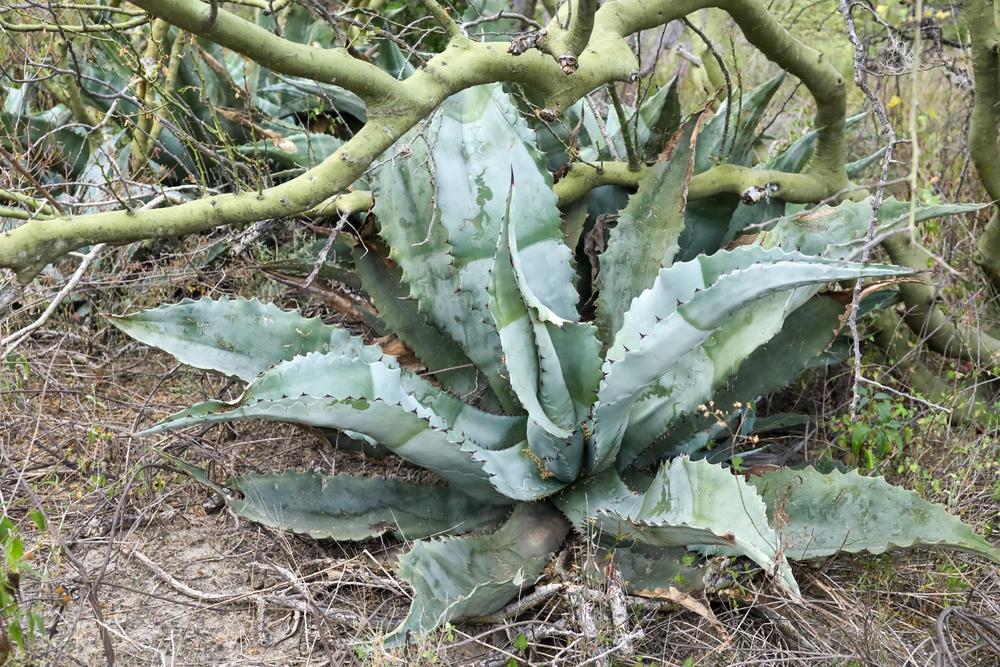 Photo of the habitat view of Maguey Pichomel (Agave marmorata) posted ...