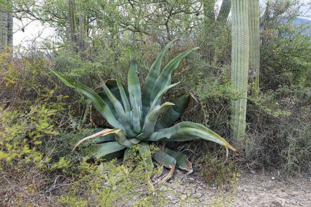 Photo of the habitat view of Maguey Pichomel (Agave marmorata) posted ...