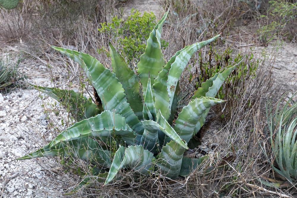 Photo of the habitat view of Maguey Pichomel (Agave marmorata) posted ...