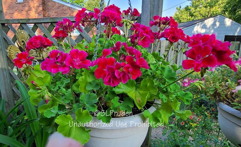 Photo of the entire plant of Geranium (Pelargonium Calliope® Medium ...