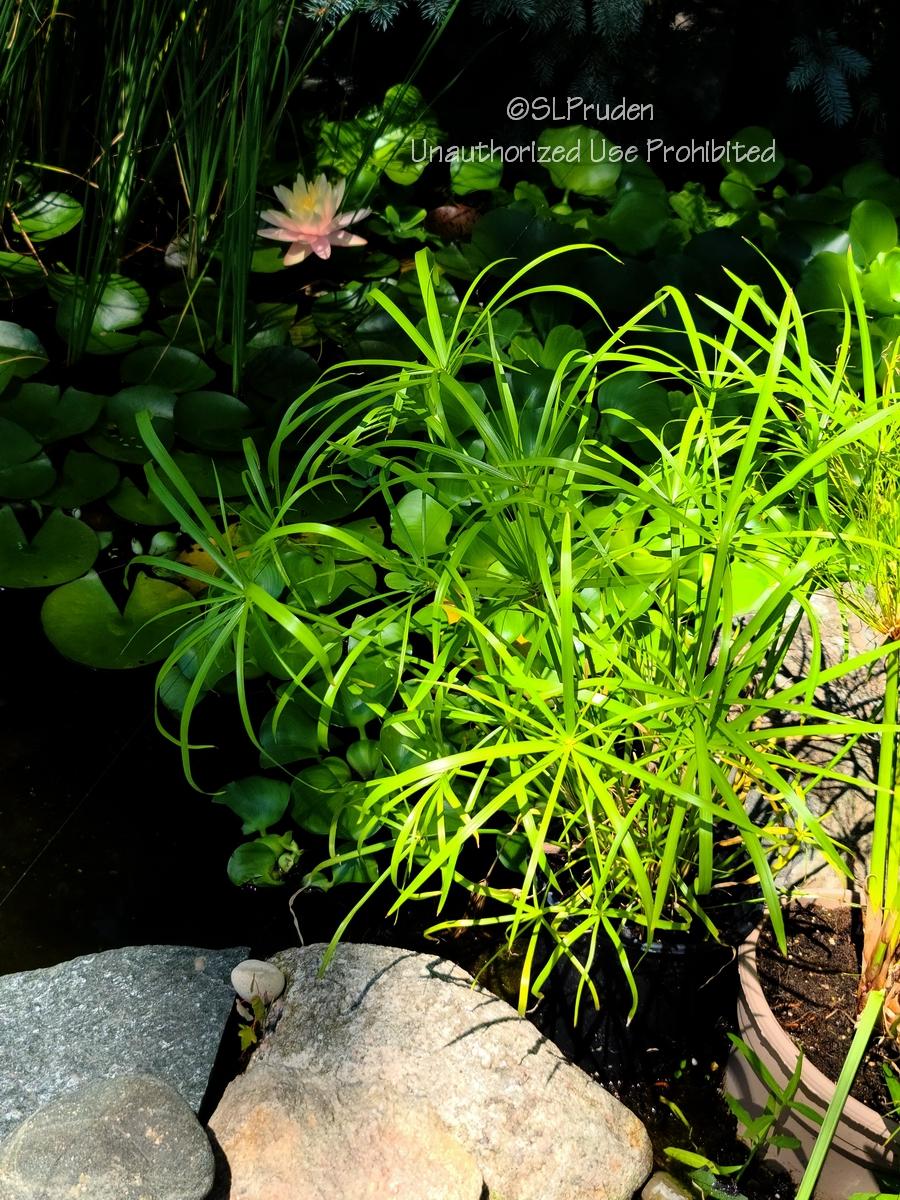 Umbrella Grass (Cyperus involucratus Graceful Grasses® Baby Tut ...