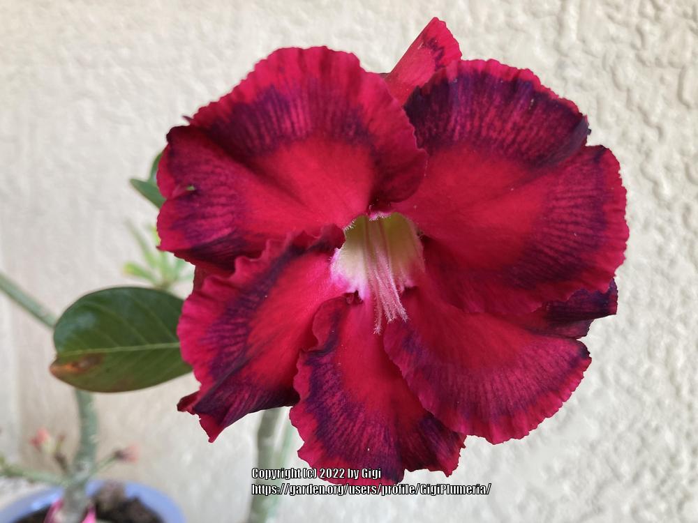 Photo of the bloom of Desert Rose (Adenium obesum 'Black Dragon ...