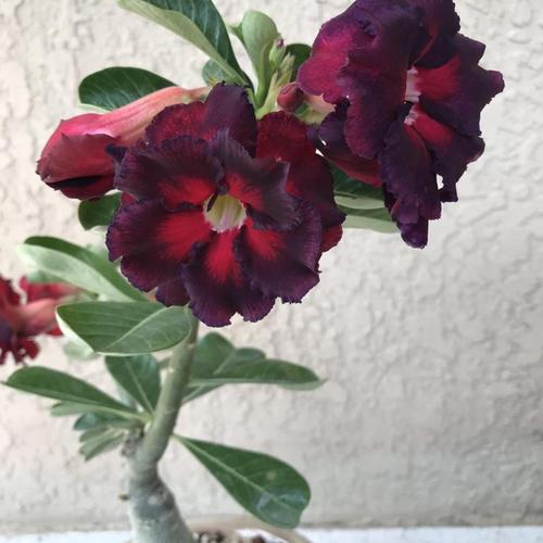 Desert Rose (Adenium obesum 'Black Dragon') in the Adeniums Database ...