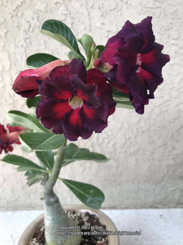 Desert Rose (Adenium obesum 'Black Dragon') in the Adeniums Database ...