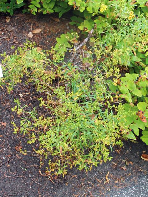 Photo of the entire plant of Kalm's Saint John's Wort (Hypericum ...