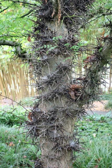 Photo of the stem, scape, stalk or bark of Caspian Honey-Locust ...