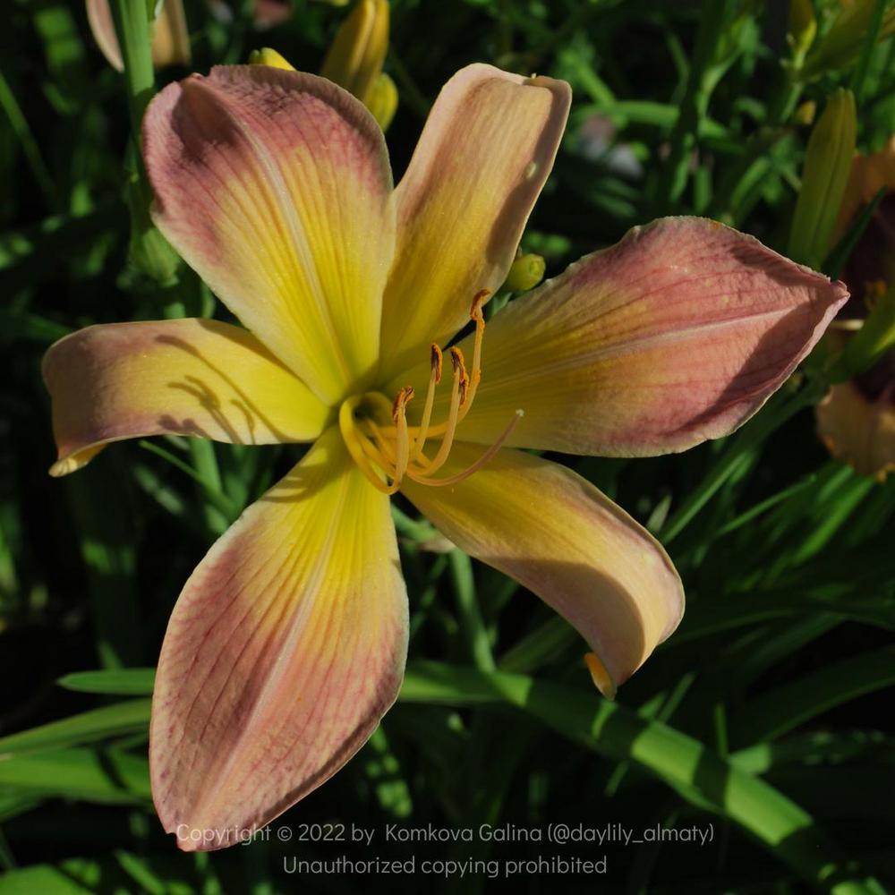 Daylily (Hemerocallis 'Isabel's Spider') in the Daylilies Database ...