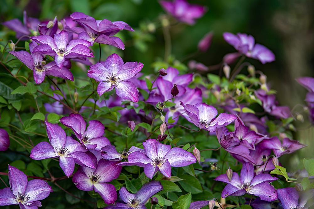 Clematis (Clematis viticella 'Venosa Violacea') in the Clematis ...