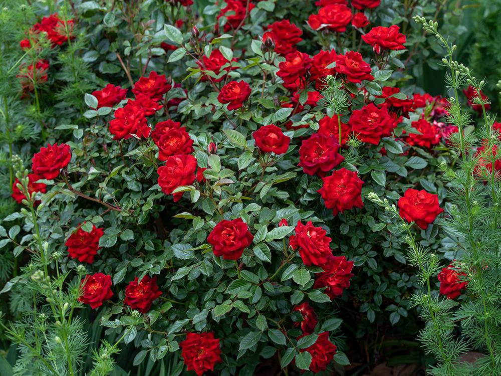 Photo of the entire plant of Rose (Rosa 'Coffee Bean') posted by ...