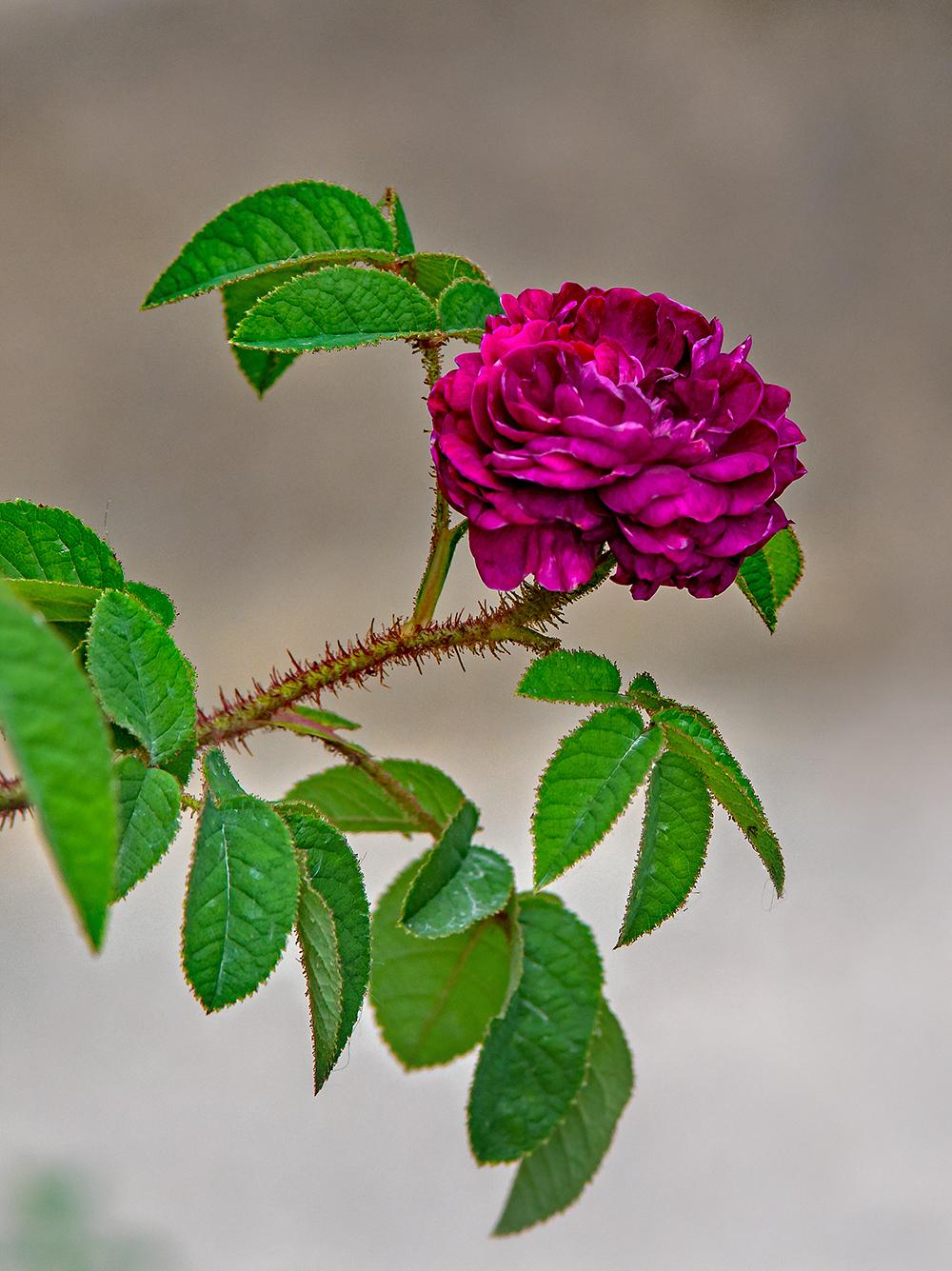 Rose (Rosa 'Capitaine John Ingram') in the Roses Database - Garden.org