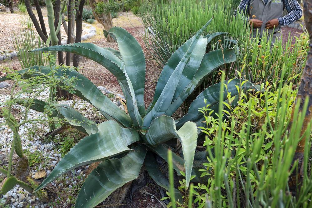 Photo of the entire plant of Maguey Pichomel (Agave marmorata) posted ...