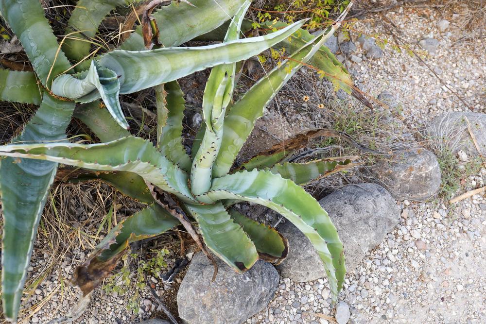 Photo of the habitat view of Maguey Pichomel (Agave marmorata) posted ...