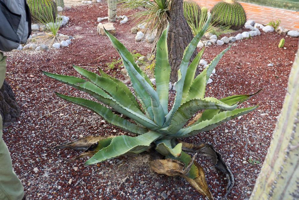 Photo of the entire plant of Maguey Pichomel (Agave marmorata) posted ...