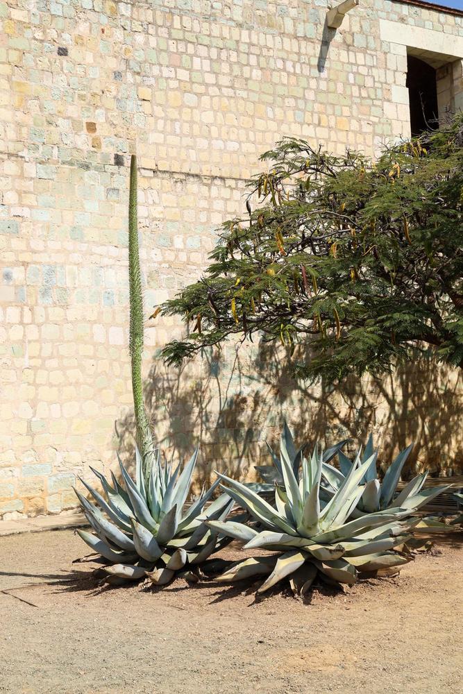 Photo of the entire plant of Maguey Plateado (Agave guiengola) posted ...