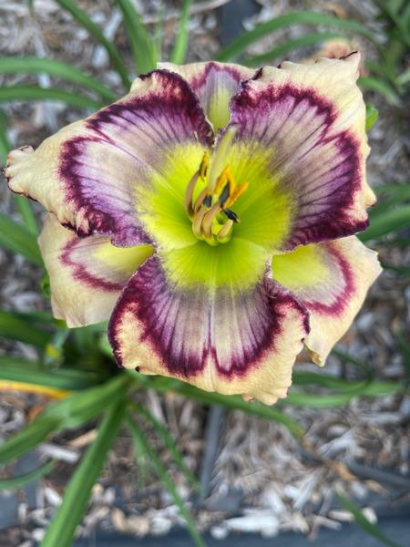 Photo of the bloom of Daylily (Hemerocallis 'Amazing Eyes') posted by Calif_Sue - Garden.org