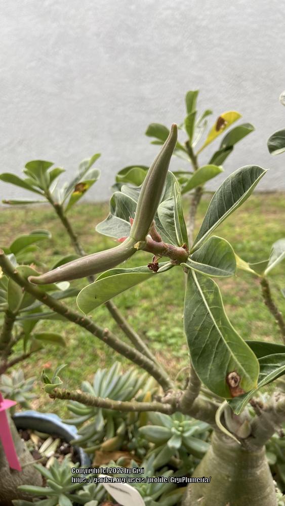 Photo of the seed pods or heads of Desert Rose (Adenium 'Good Luck ...