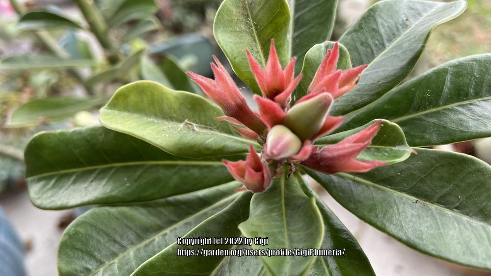 Photo of the seed pods or heads of Desert Rose (Adenium 'Red Dragon ...