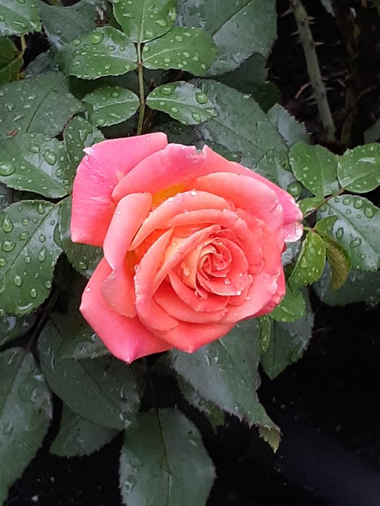 Photo of the bloom of Rose (Rosa 'Burst of Joy') posted by MNdigger ...