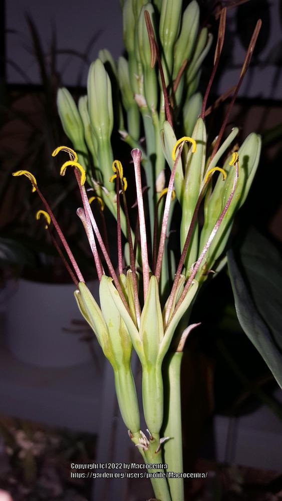 Photo of the bloom of Mangave (Agave 'Pineapple Express') posted by ...