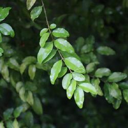 Box Leaf Privet (Ligustrum undulatum) - Garden.org