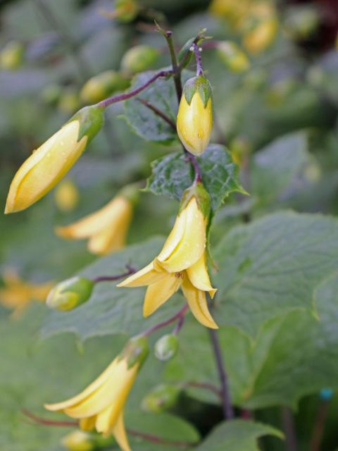 Photo of the bloom of Yellow Wax Bells (Kirengeshoma palmata) posted by ...