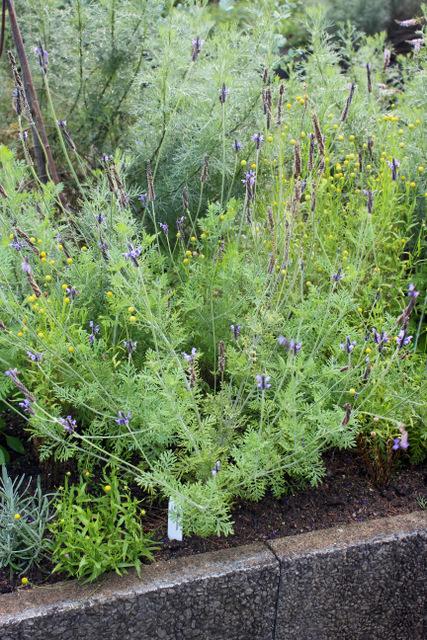 Photo of the entire plant of Fernleaf Lavender (Lavandula multifida ...