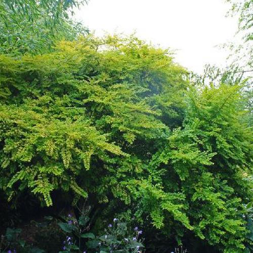 Box Leaf Privet (Ligustrum undulatum) - Garden.org