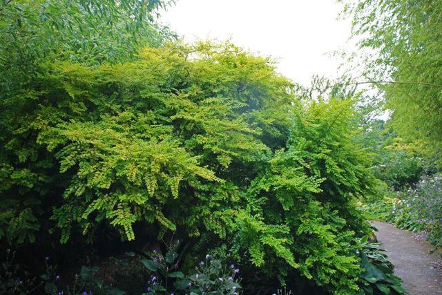 Box Leaf Privet (Ligustrum undulatum) - Garden.org