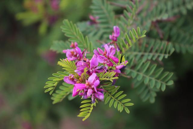 Photo of the bloom of Himalayan Indigo (Indigofera heterantha) posted ...