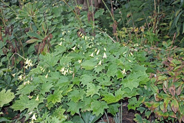 Photo of the entire plant of Yellow Wax Bells (Kirengeshoma palmata ...