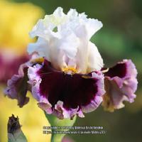 Tall Bearded Iris (Iris 'When Doves Cry') in the Irises Database ...